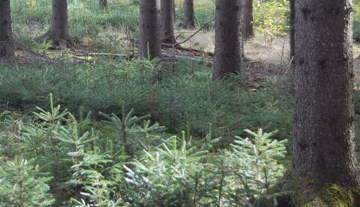 Accueil - Forêt Estrie