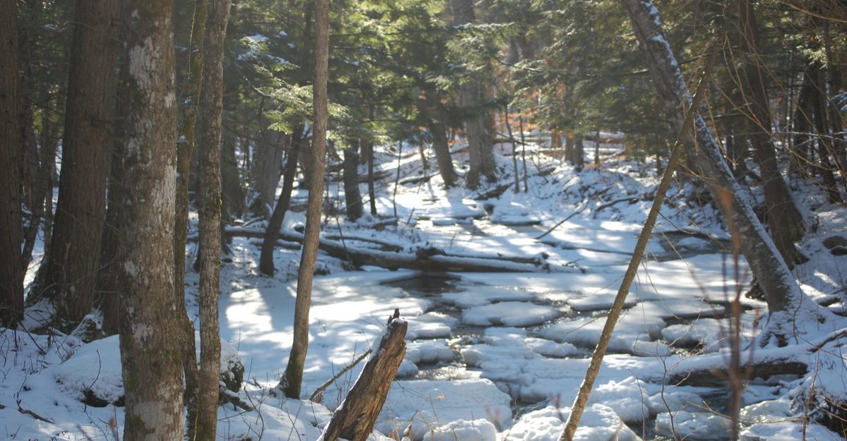 Aménagement - Forêt Estrie