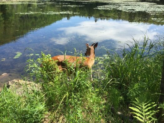La forêt privée de l’Estrie : le bois et beaucoup plus - Forêt Estrie