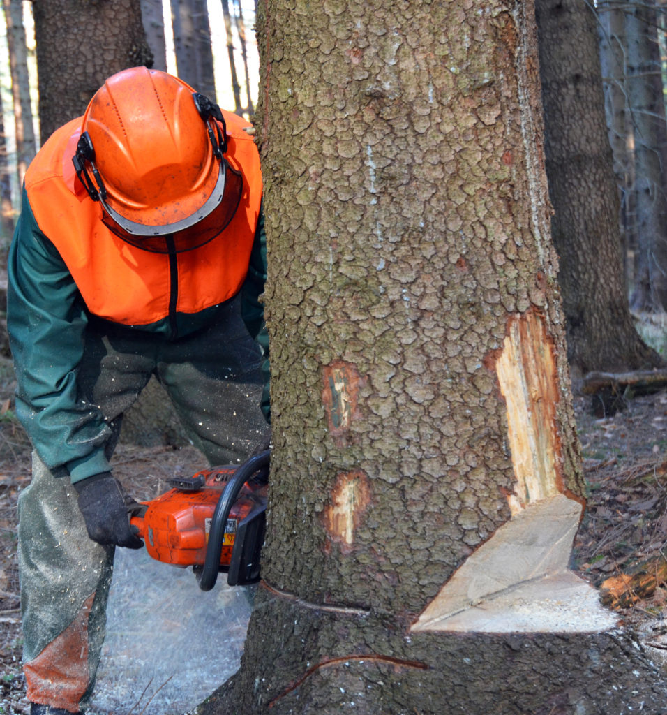 La forêt privée, un moteur économique important en Estrie - Forêt Estrie