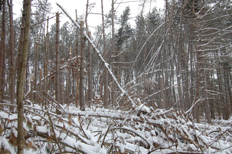 La maturité des arbres, source de chablis - Forêt Estrie