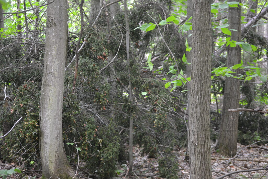 Question d'équilibre ! - Forêt Estrie