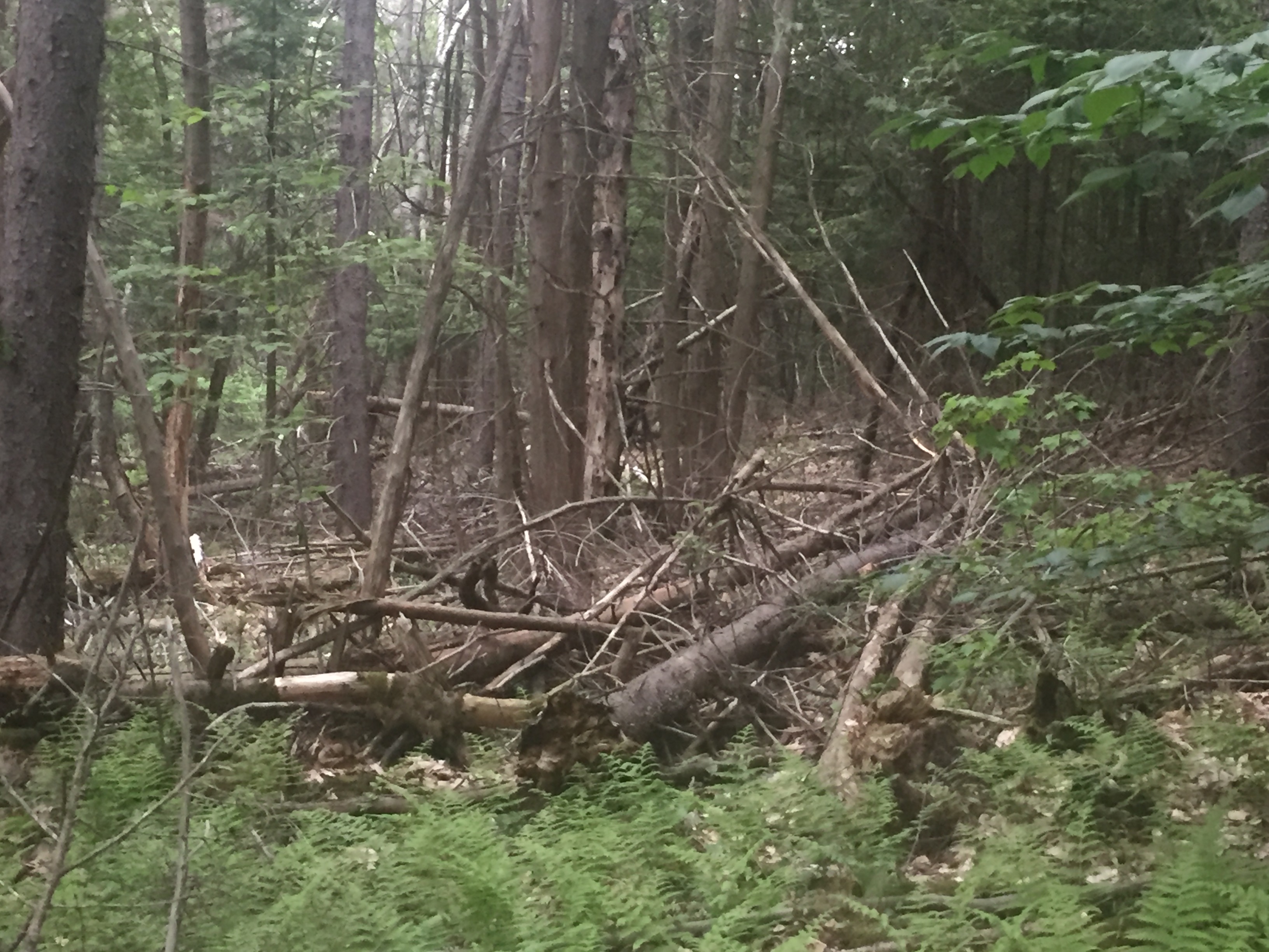 Question d'équilibre ! - Forêt Estrie