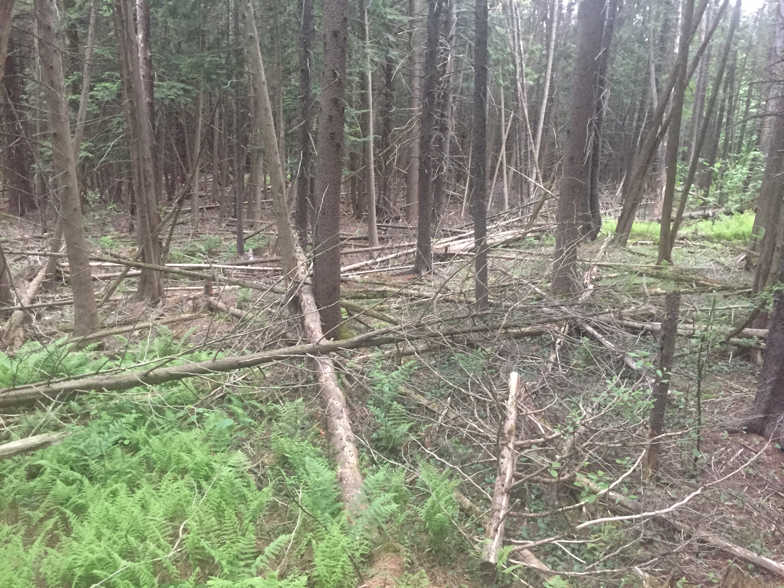 Question d'équilibre ! - Forêt Estrie