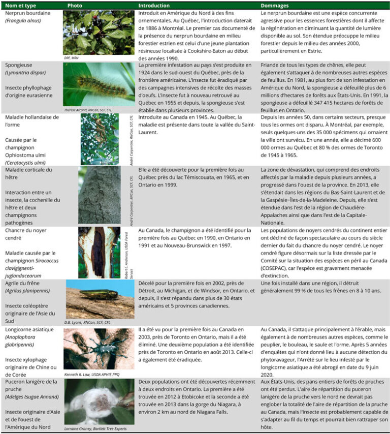Les espèces exotiques envahissantes - Forêt Estrie